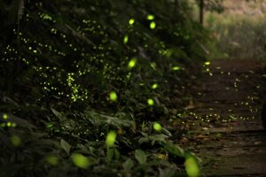 Top Things to Do at Blue Spring State Park in Florida