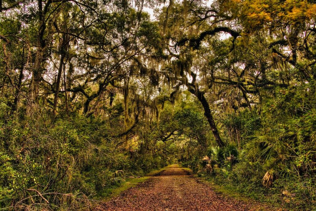 Explore the Beauty of Washington Oaks Gardens State Park