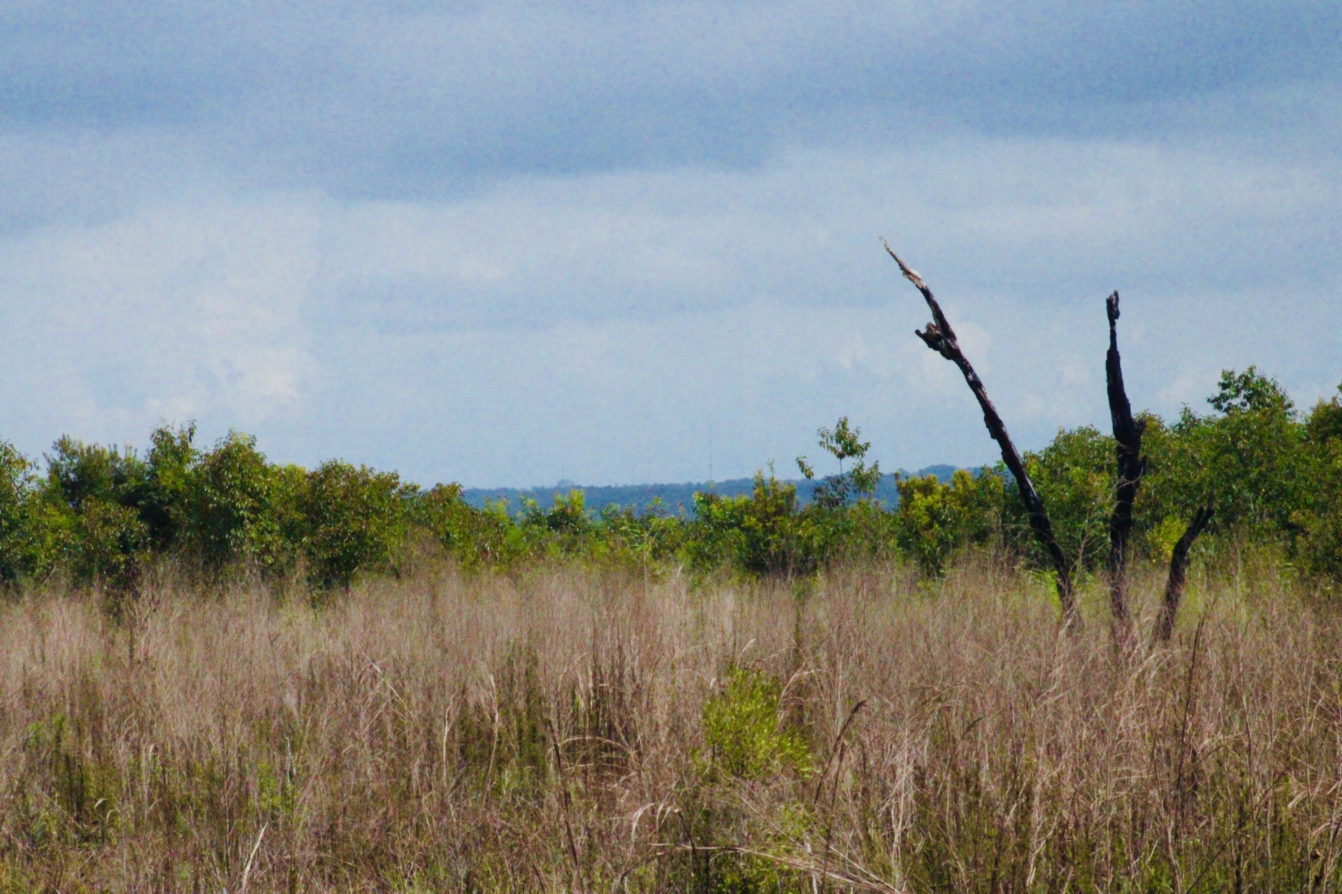 THE ULTIMATE GUIDE TO EXPLORING PAYNES PRAIRIE PRESERVE STATE PARK ...