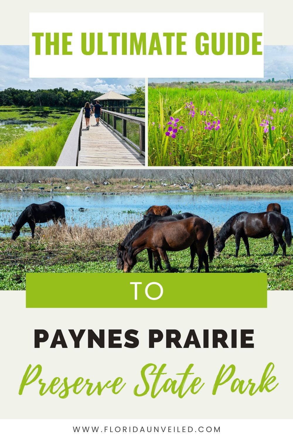 THE ULTIMATE GUIDE TO EXPLORING PAYNES PRAIRIE PRESERVE STATE PARK ...