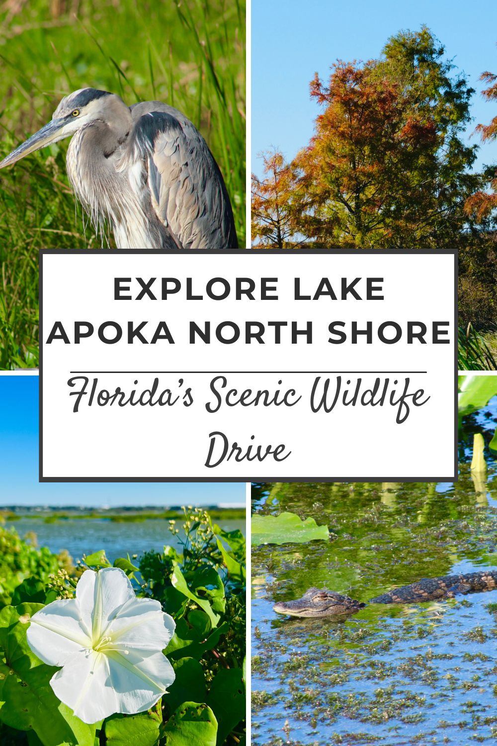 Explore Lake Apopka North Shore: Trails and Wildlife Drive
