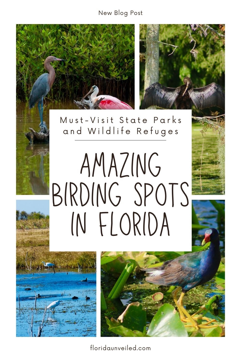 9 Amazing Birding Spots in Florida